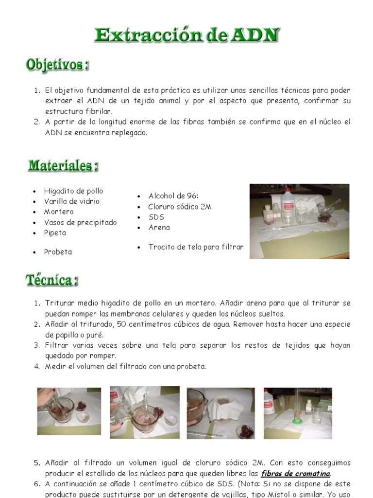 Extracción Adn | Descargar gratis PDF | Adn | Nucleo celular