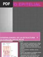 05 Tejidos Epiteliales III Especializaciones Del Dominio Basolateral ...