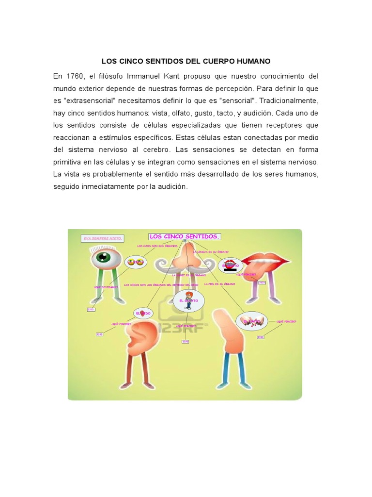 Los Cinco Sentidos Del Cuerpo Humano | PDF | Percepción visual | Oído