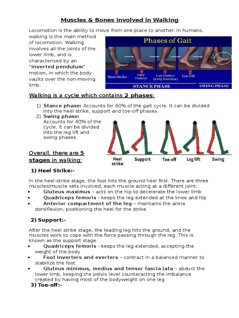 Muscles & Bones Involved in Walking | PDF | Vertebral Column | Human Leg