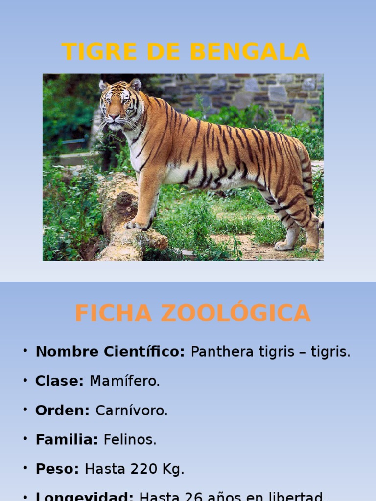 Tigre de Bengala | PDF | Tigre | Conservación