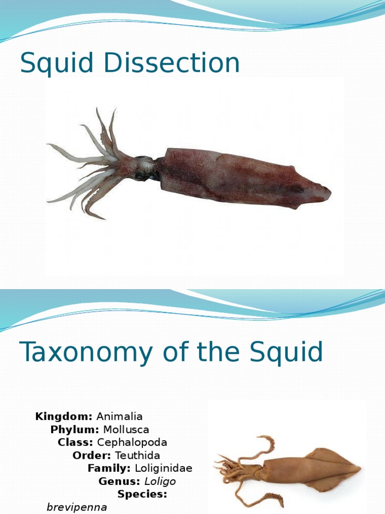 Squid Dissection Ink Sac