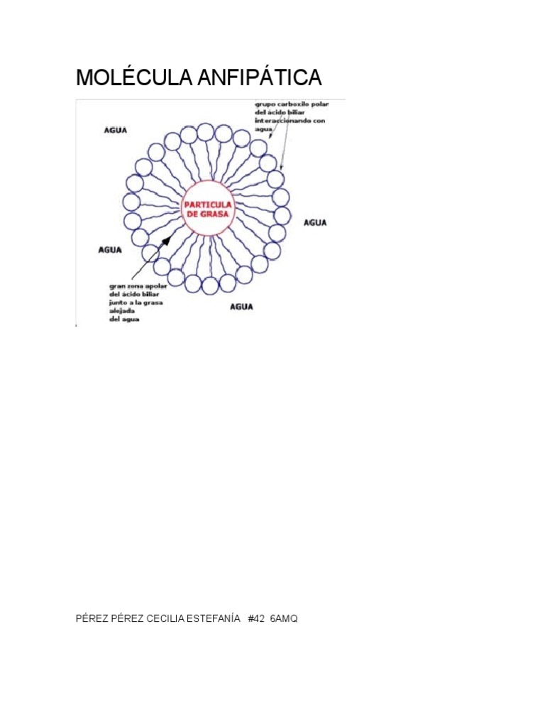 Definición de Molécula Anfipática | PDF