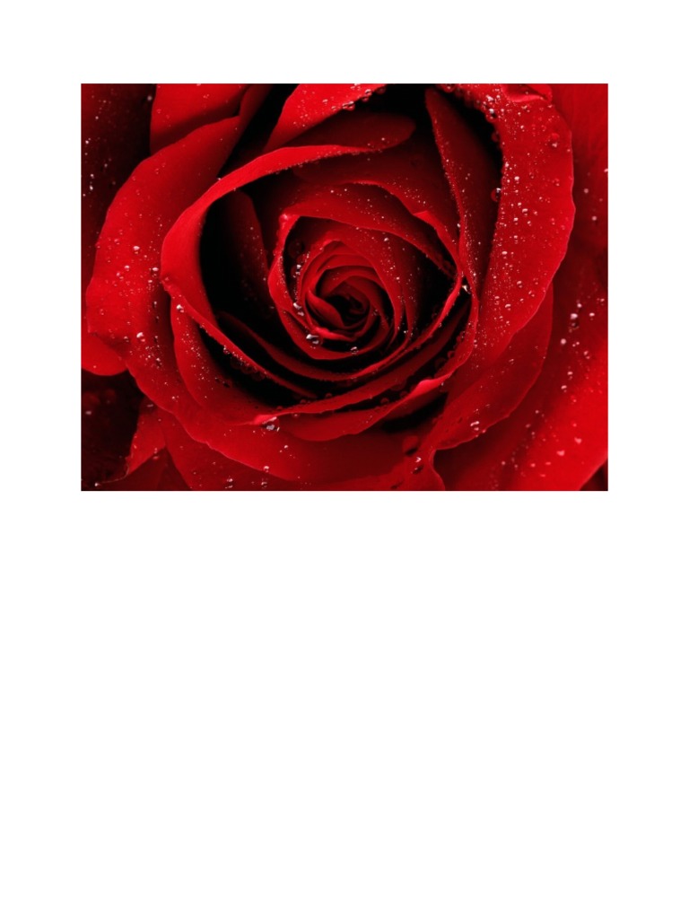 Red Rose | PDF