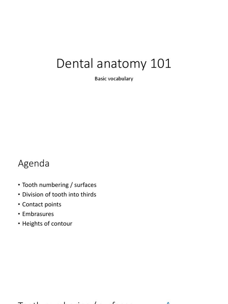 Dental Anatomy Basics Guide | PDF