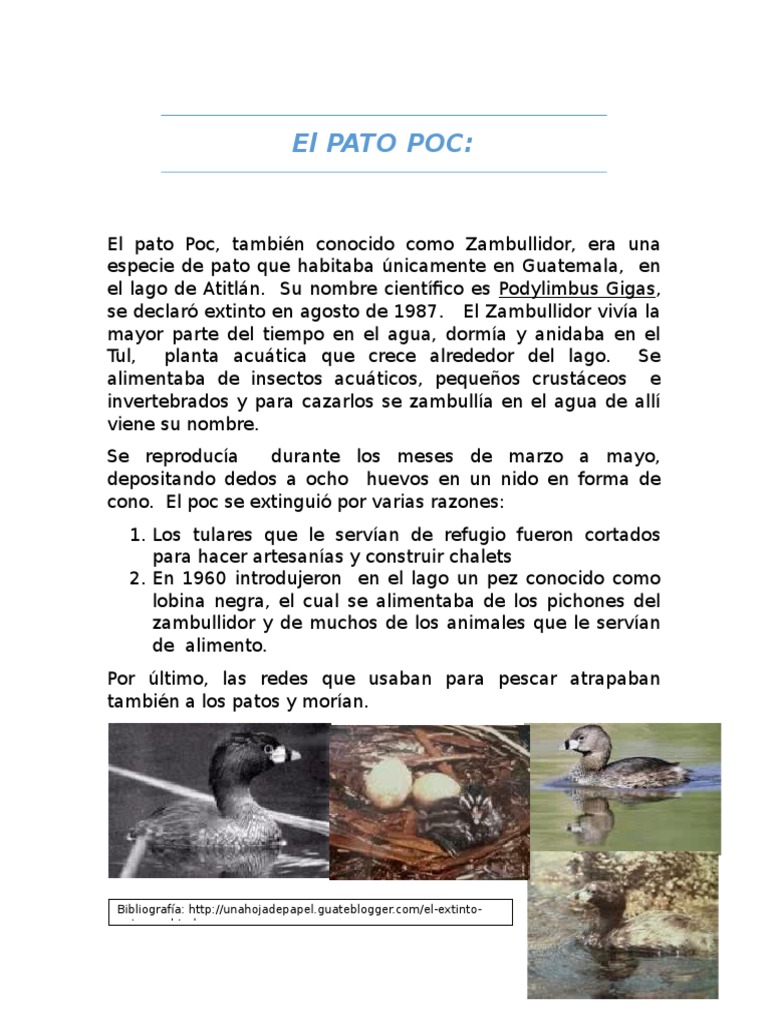 El Pato Poc | PDF