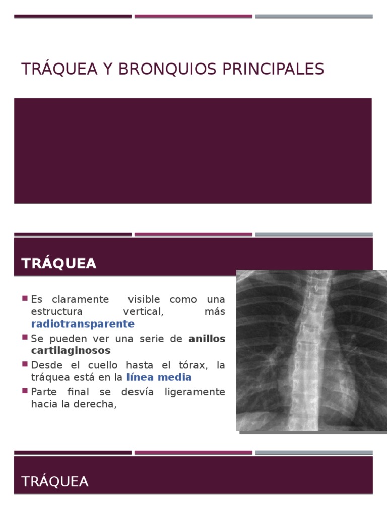 Anatomía y Patologías de Tráquea y Bronquios | PDF | Pulmón | Tórax ...