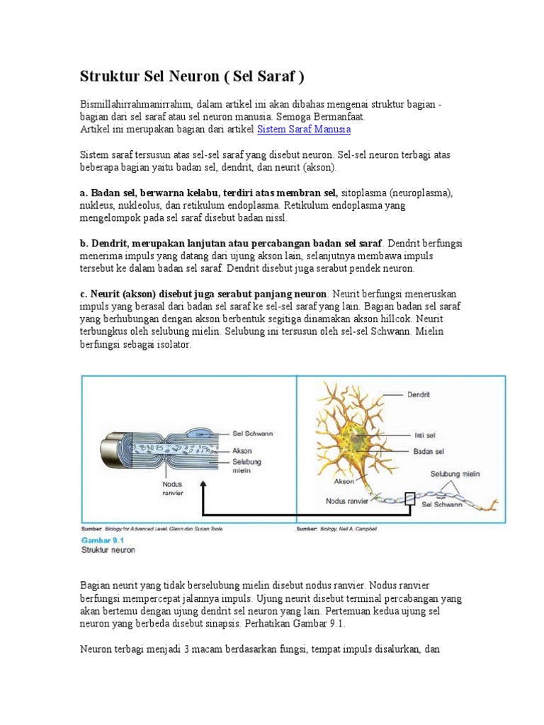 Struktur Sel Neuron | PDF