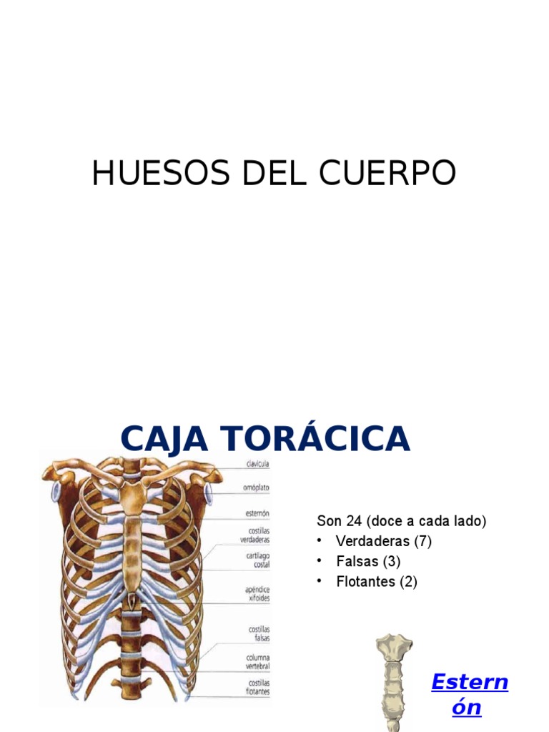 Huesos Del Torax | PDF | Tórax | Anatomía del miembro inferior