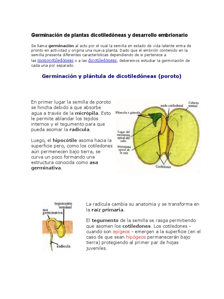 Germinación de Plantas Dicotiledóneas y Desarrollo Embrionario | Raíz ...