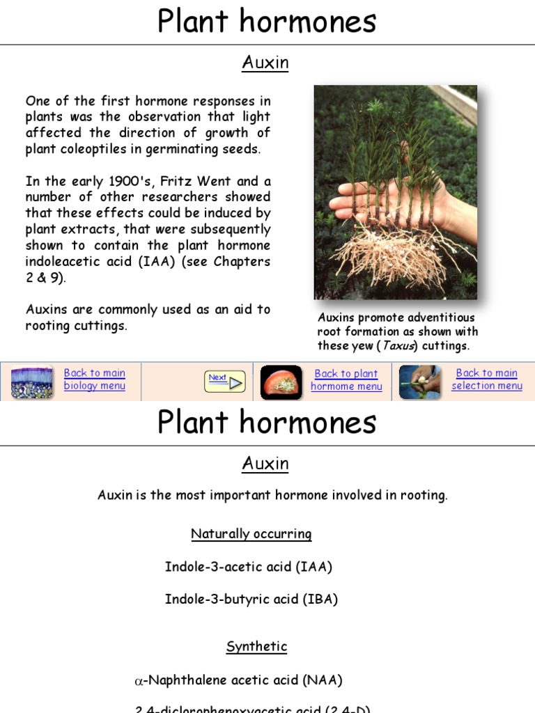 Hormones Aux in | PDF | Plant Hormone | Auxin