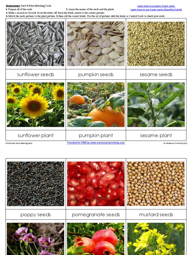 Seed and Plant Matching Cards Guide | PDF