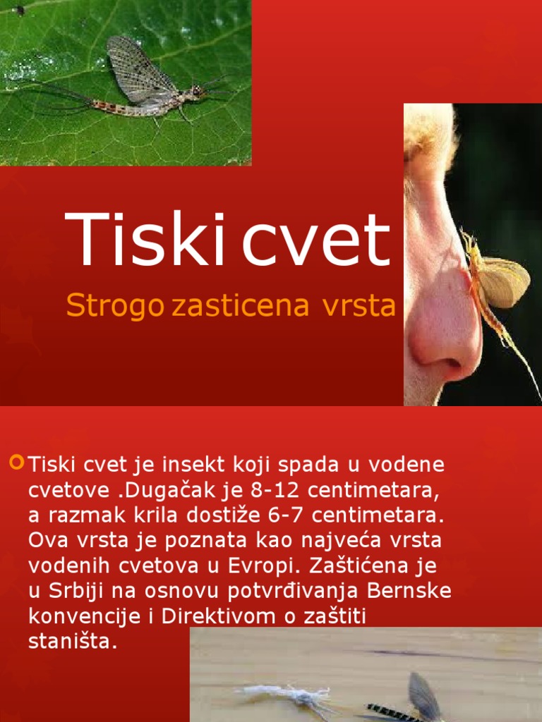 Tiski Cvet