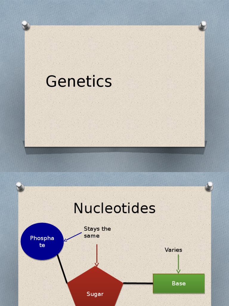 Genetics Powerpoint For AQA Biology Unit 2 | PDF | Gene | Dna