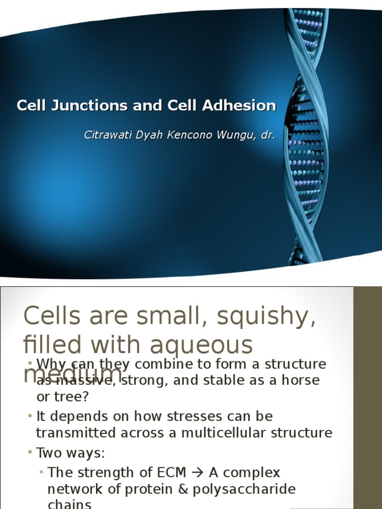 Cell Junctions & Adhesion Overview | PDF | Integrin | Extracellular Matrix