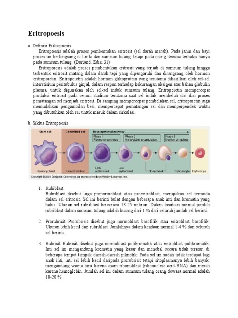 Eritropoesis