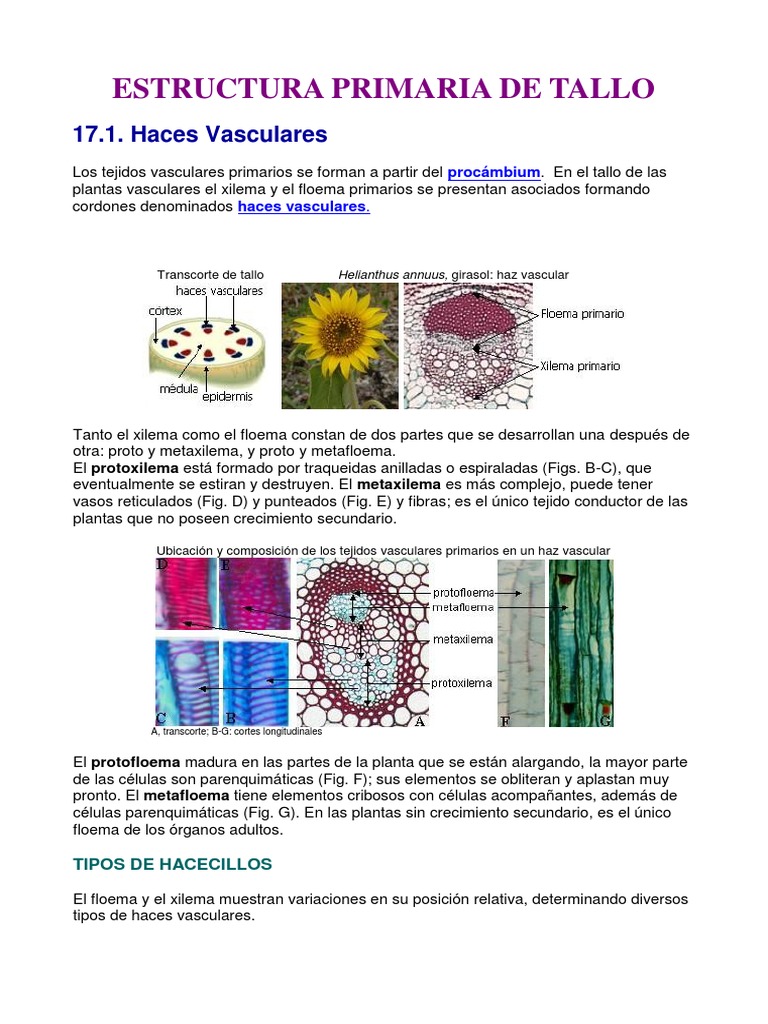 Estructura Primaria de Tallo | Tallo de la planta | Hoja