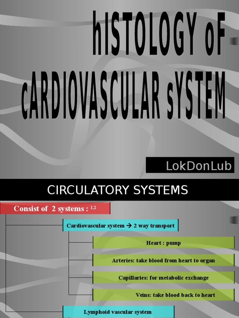 Cardiovascular System Histology Overview | PDF | Artery | Capillary