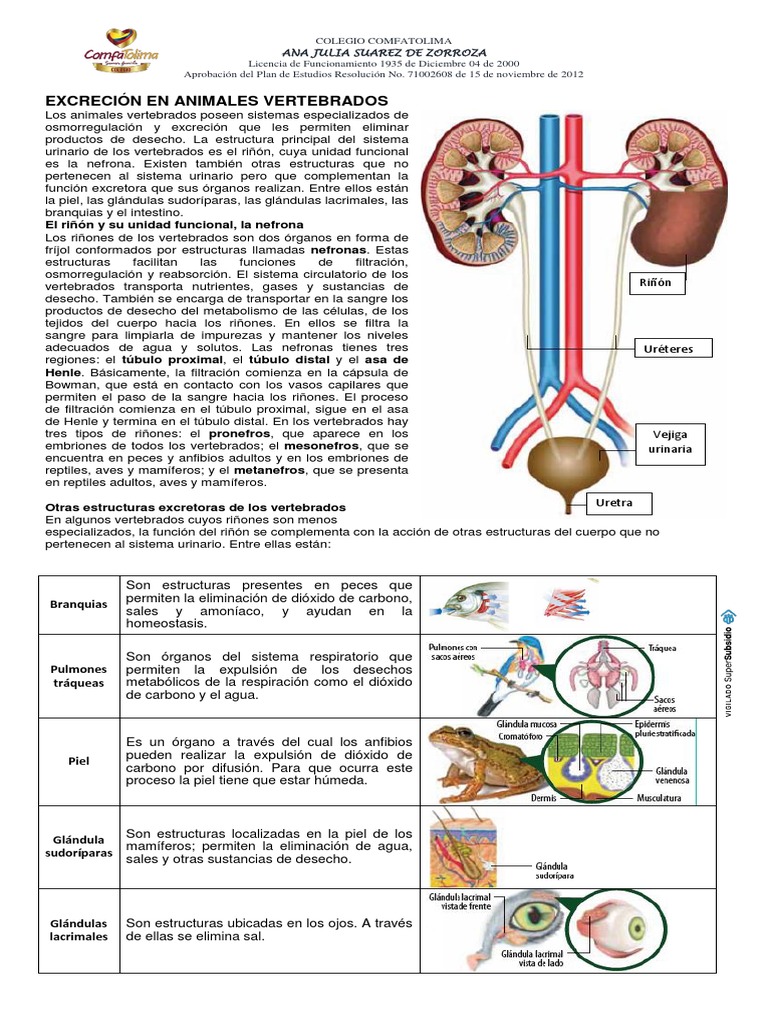Excrecion en Animales Vertebrados | Reptil | Riñón