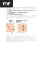 Clasificación de Fimosis Kayaba | PDF | Mamíferos machos | Pene