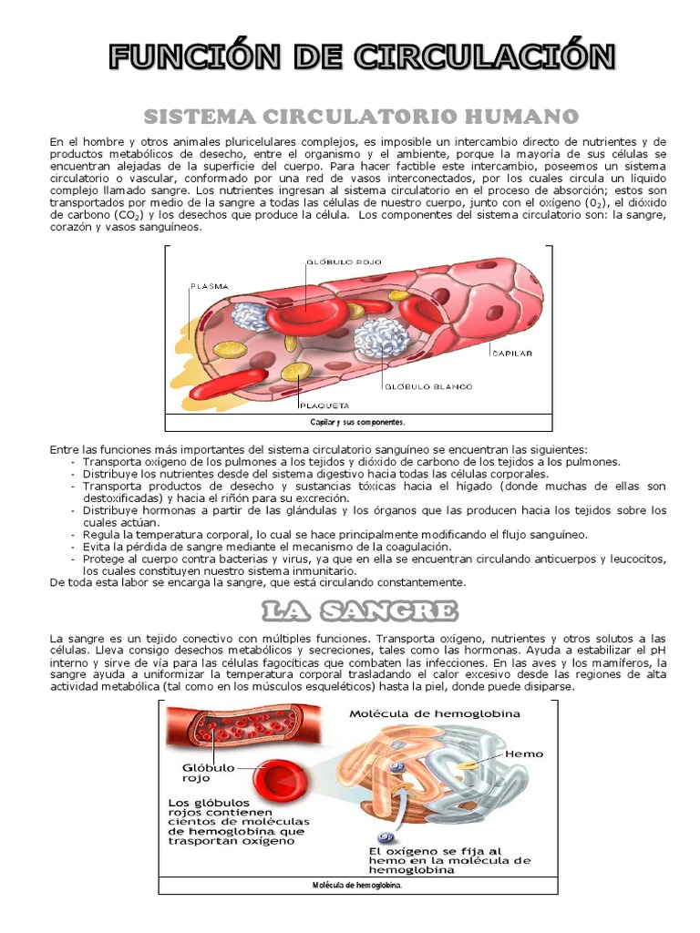 Función De Circulación Pdf Sistema Circulatorio Corazón