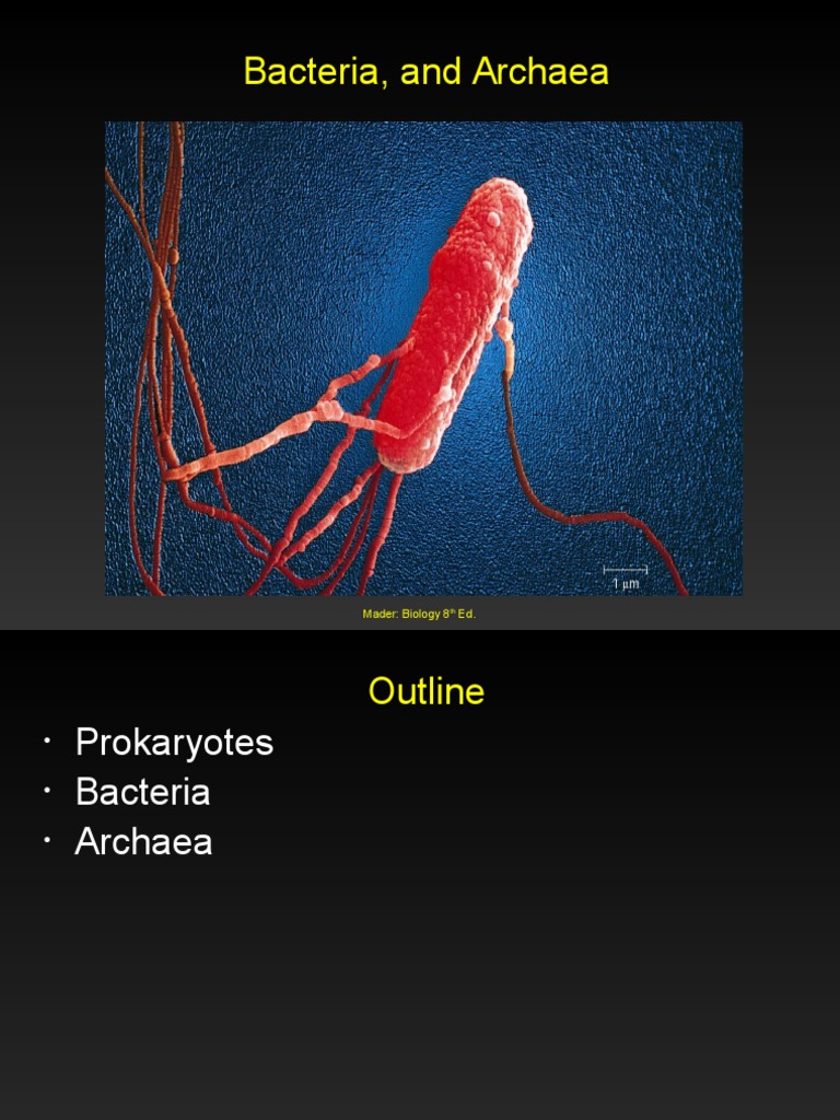 Prokaryotes and Archaea | Prokaryote | Bacteria