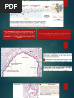 Acino Pulmonar y Enfisema | PDF | Ciencia y matemáticas