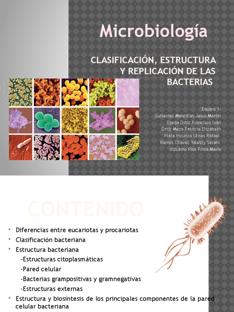Bacterias Concepto Tipos Estructura Y Ejemplos
