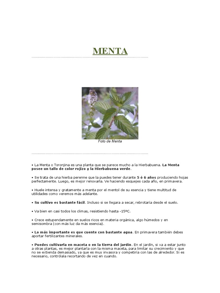 MENTA | PDF | Mentha | Hoja