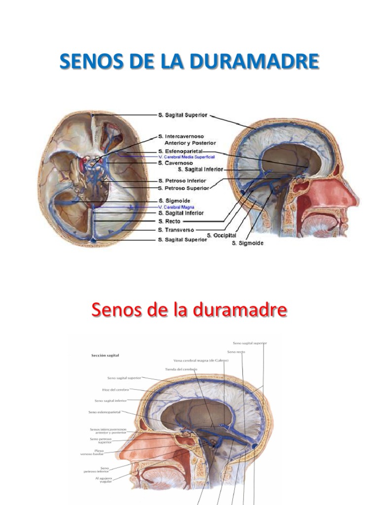 Senos de la Duramadre | Cerebelo | Cabeza y cuello humanos