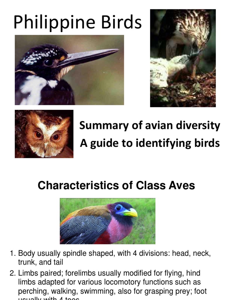 Philippine Birds | PDF | Beak | Paravians