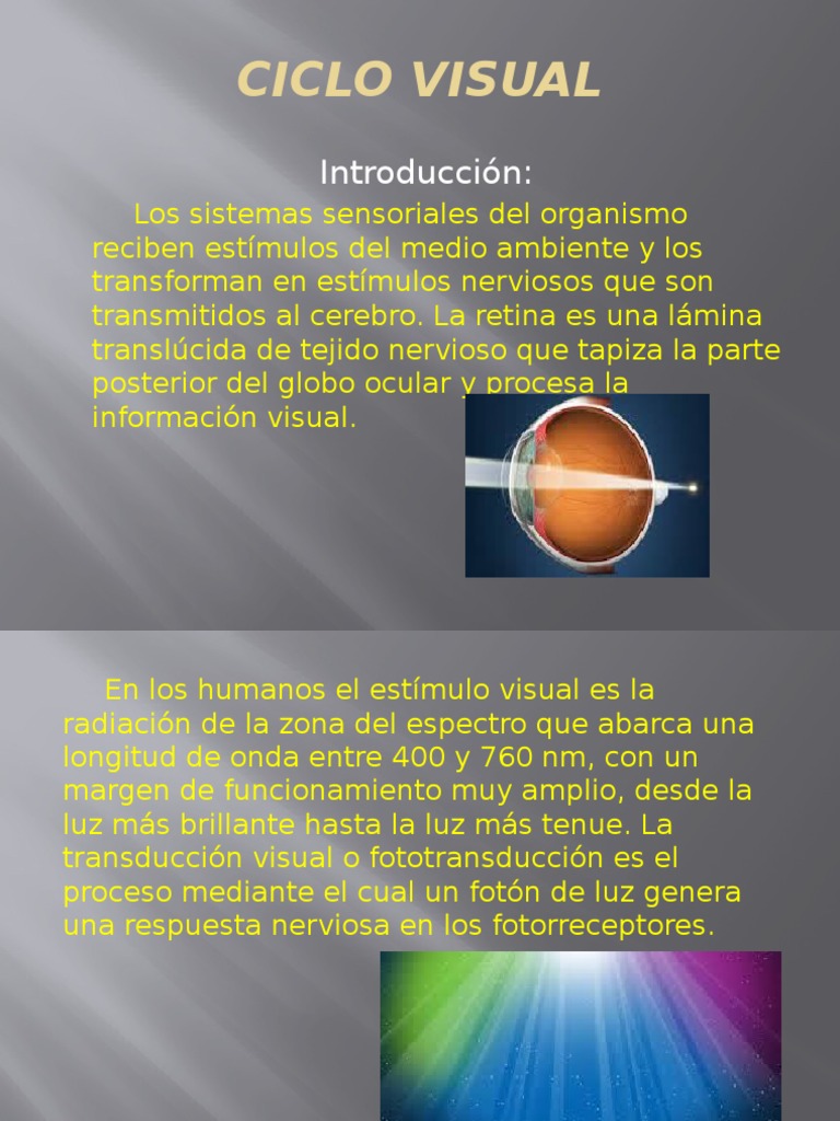 Ciclo Visual | Percepción visual | Retina