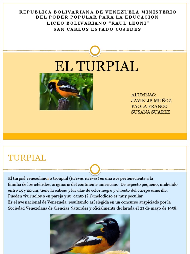 El Turpial: Características y Hábitat | PDF | Tetrápodos | Paravianos