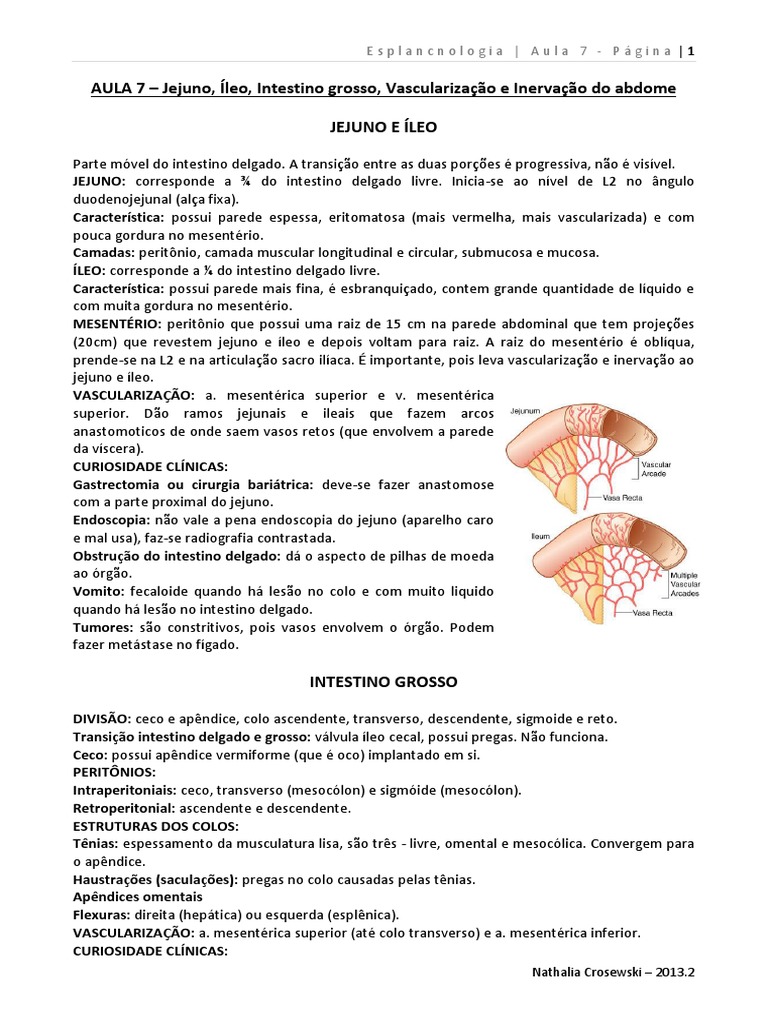 Jejuno, Íleo, Intestino Grosso, Vascularização e Inervação Do Abdome ...