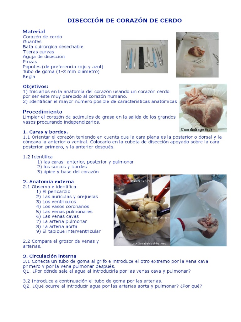 Practica Diseccion de Corazon | Ventrículo (corazón) | Corazón