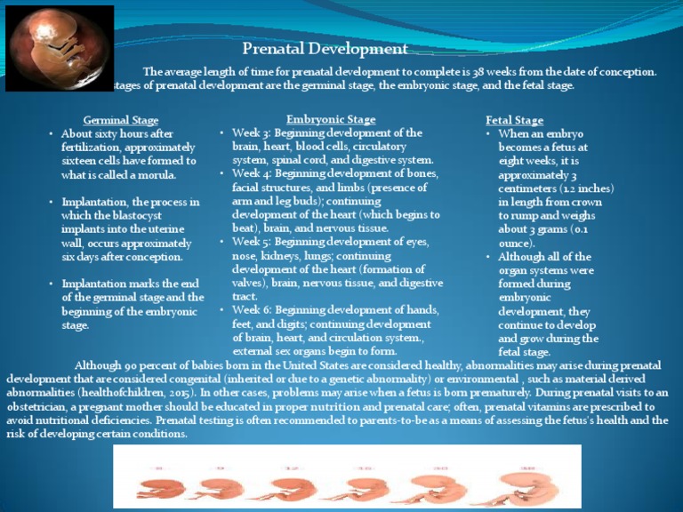 Prenatal Dev | PDF