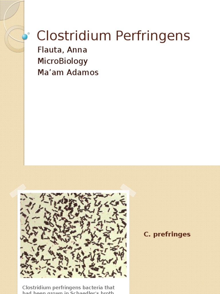 Clostridium Perfringens | Bacteria | Microbiology