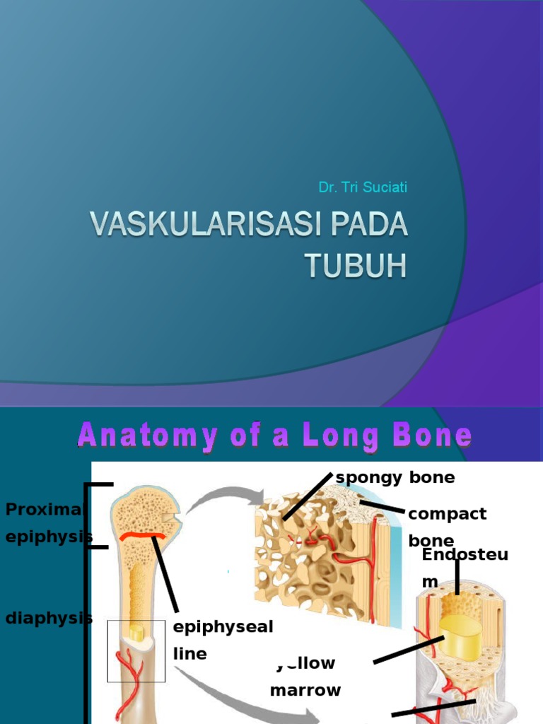 Vaskularisasi Pada Tubuh | Artery | Circulatory System