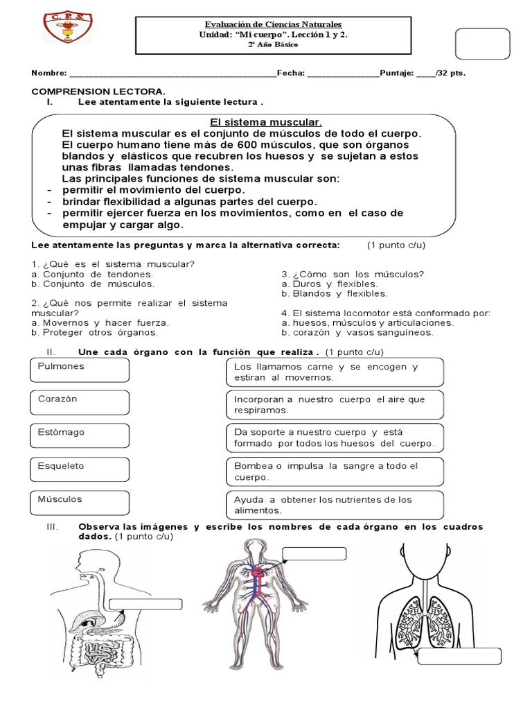 Prueba Sistemas Del Cuerpo 2Â° | PDF | Músculo | Sistema ...