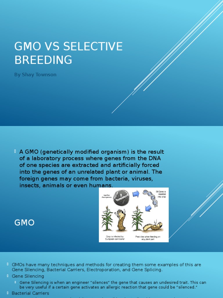 GMO vs Selective Breeding Explained | PDF | Genetically Modified ...
