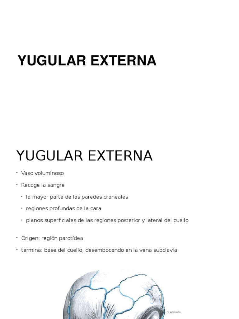 Yugular Externa | PDF | Cabeza y cuello humanos | Anatomía humana
