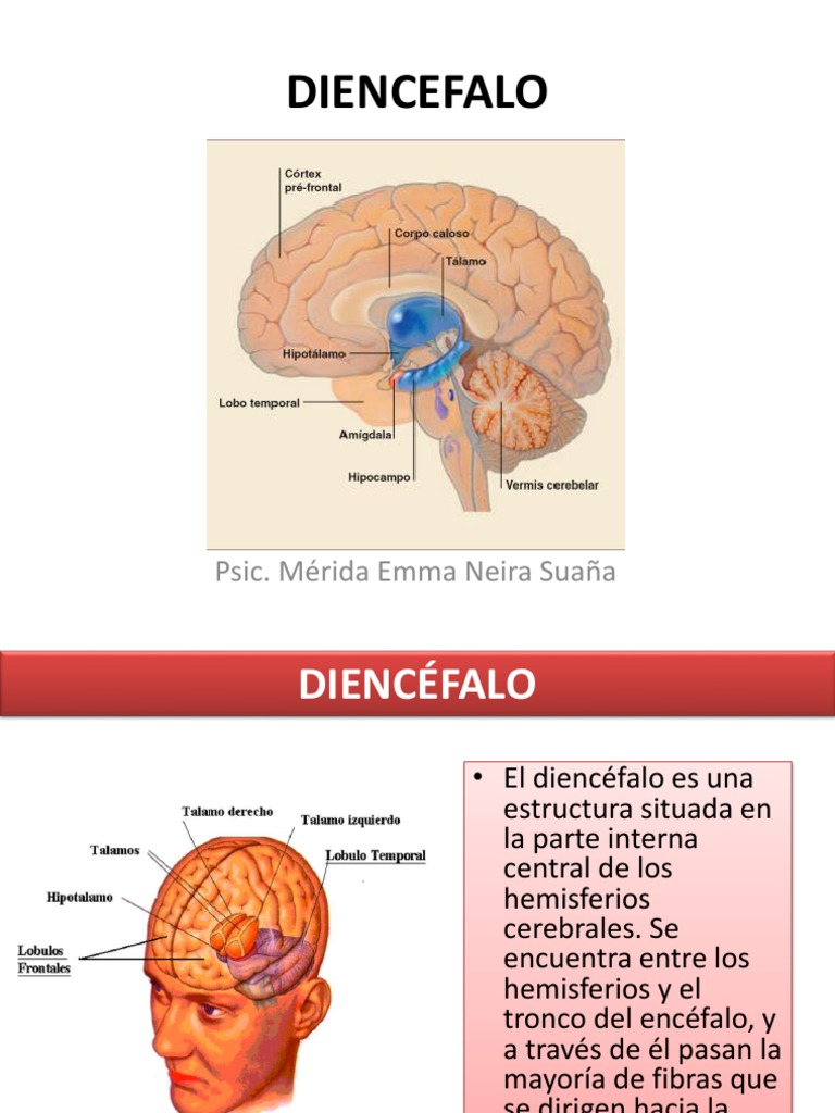 Diencefalo | PDF | Tálamo | Anatomia animal
