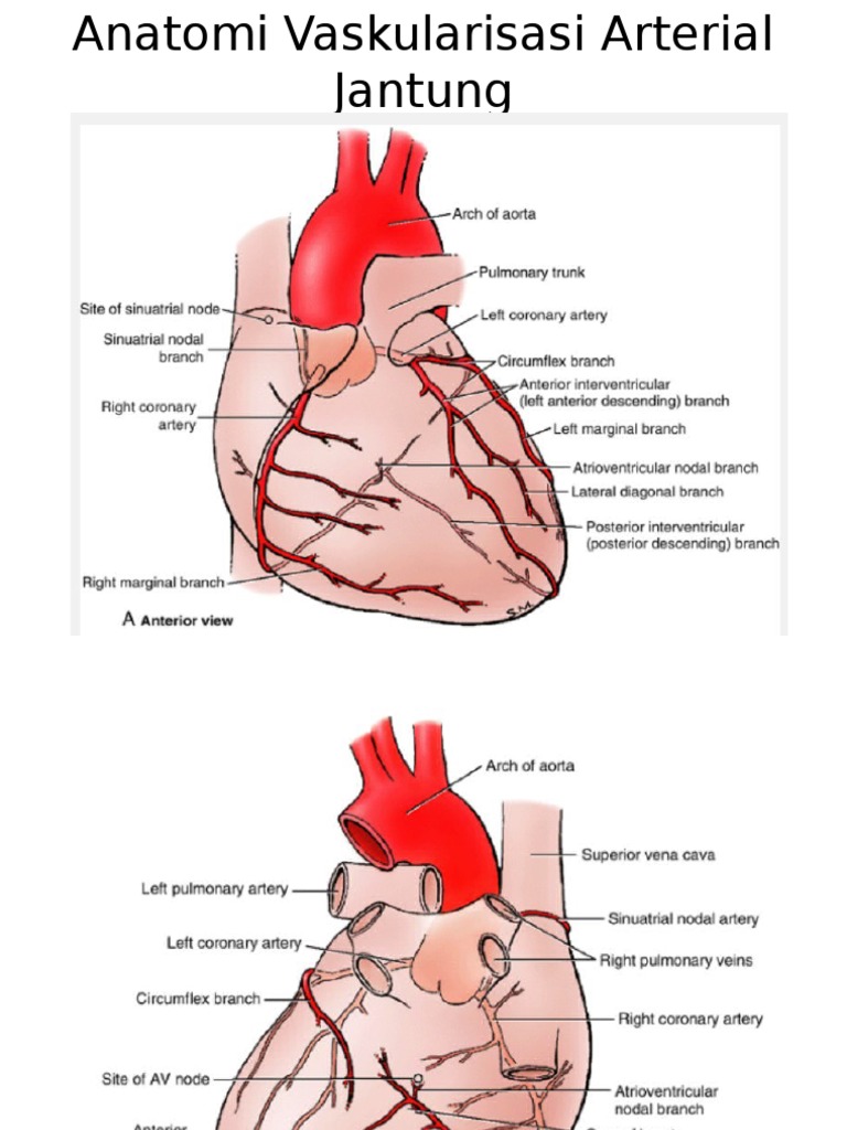 Anatomi Vaskularisasi Arterial Jantung | PDF