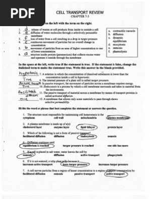 Cell Transport Review Worksheet Pdf Cell Membrane And Active And