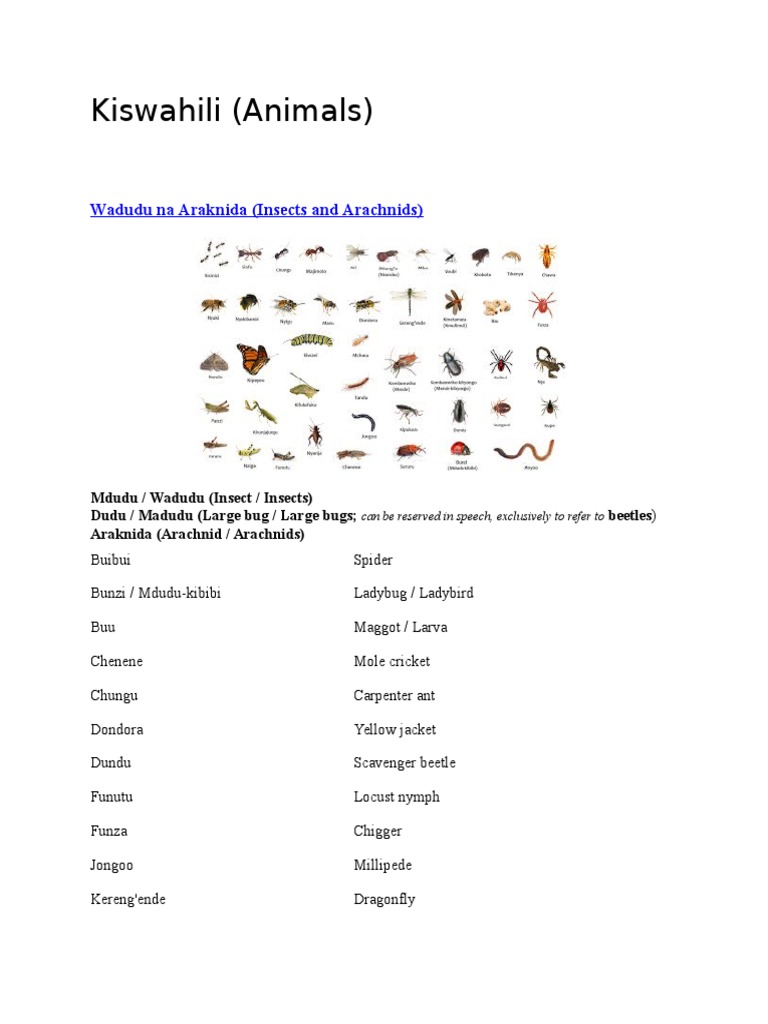 Kiswahili (Animals) : Wadudu Na Araknida (Insects and Arachnids) | PDF
