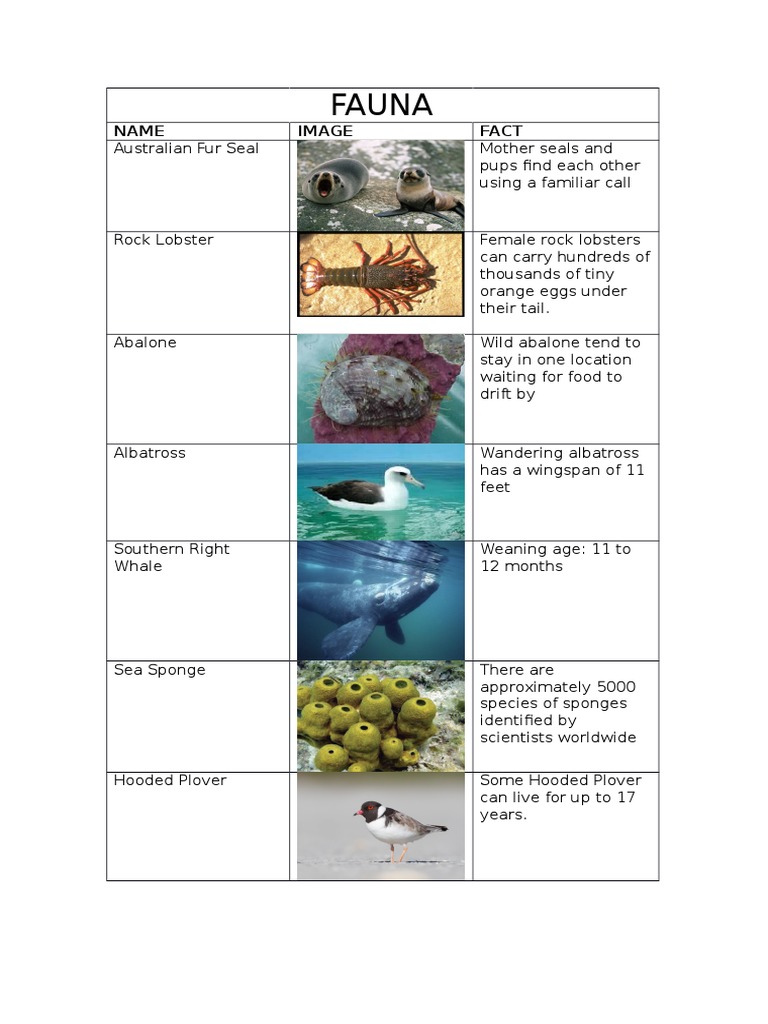 Unique Facts About Australian Fauna | PDF | Social Science