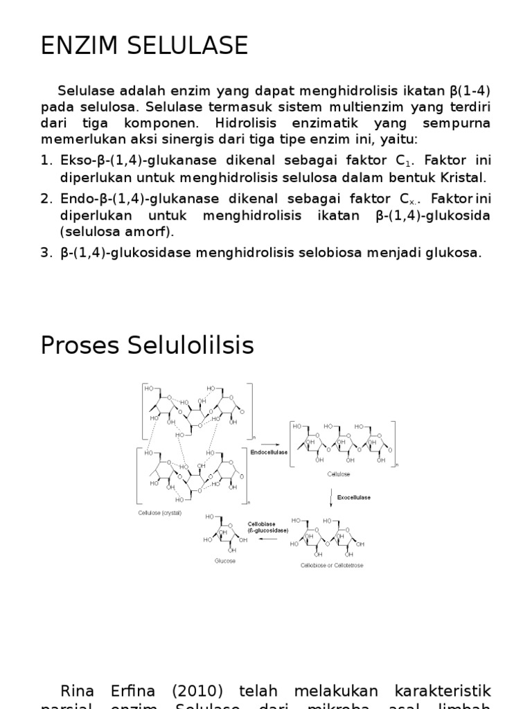 Enzim Selulase | PDF