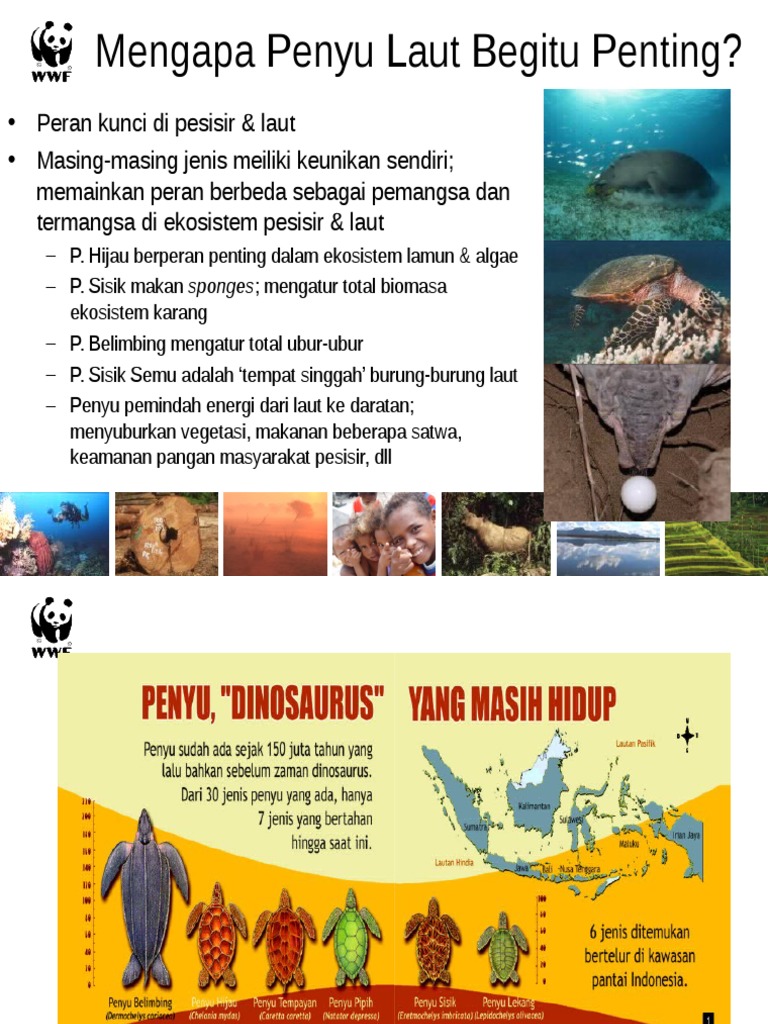 Populasi Penyu Di Indonesia | PDF