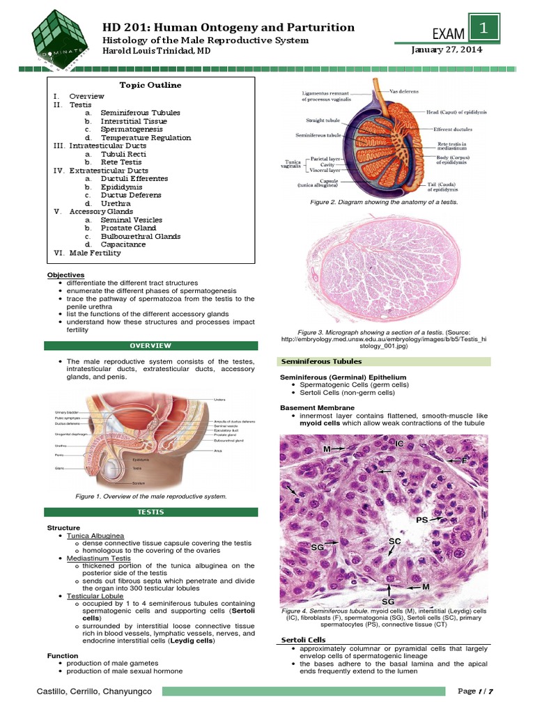 HD 201 E1 20140127 Histology of The Male Reproductive System | PDF ...