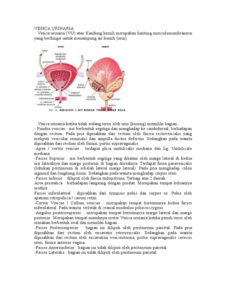 Vesica Urinaria | PDF